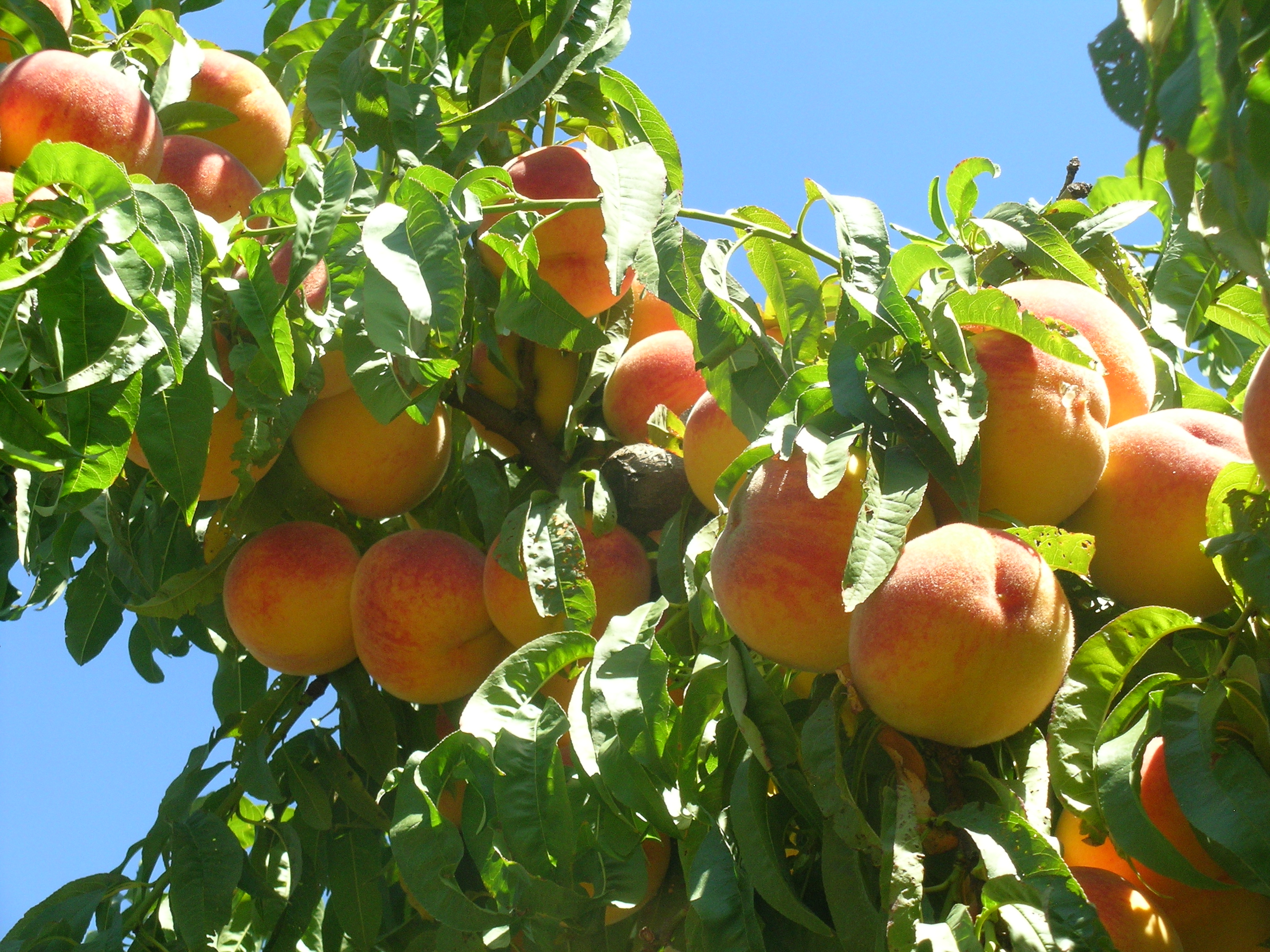 melocotones - Revista C2