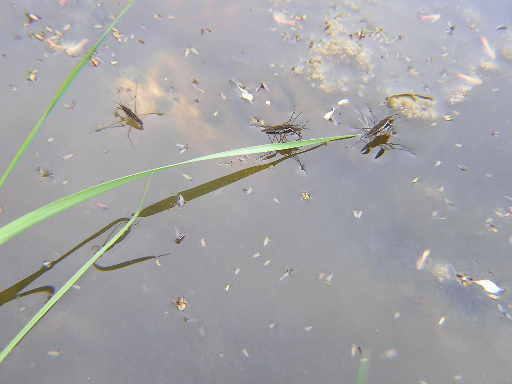 Naturaleza Animales Insectos Agua