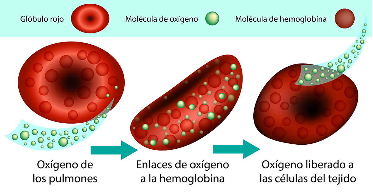 Hierro. Tabla Periódica. Revista C2