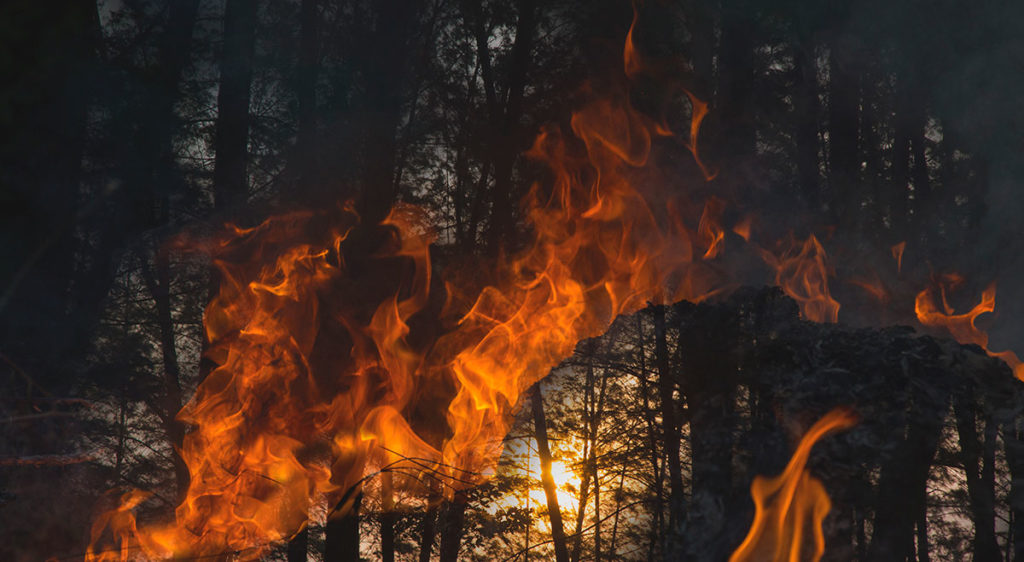 amazonia - Revista C2