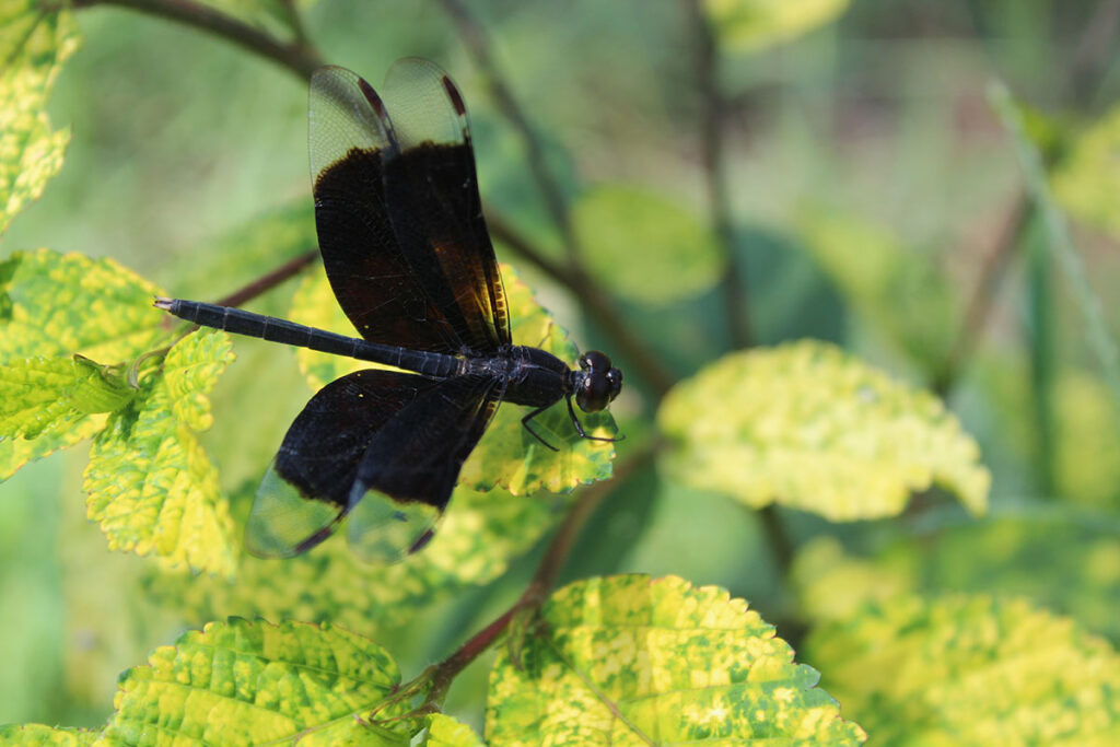 Los insectos, el calor y el futuro del planeta - Revista C2