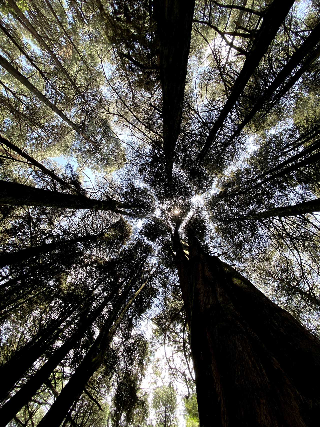 1-sonido arbol c2 - Revista C2